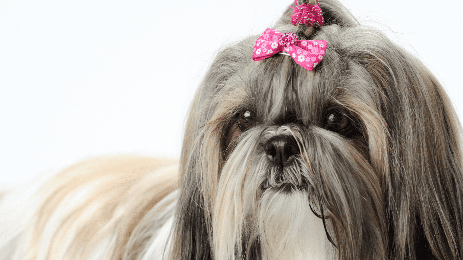 The Shih Tzu Dog Breed: Everything You Need to Know