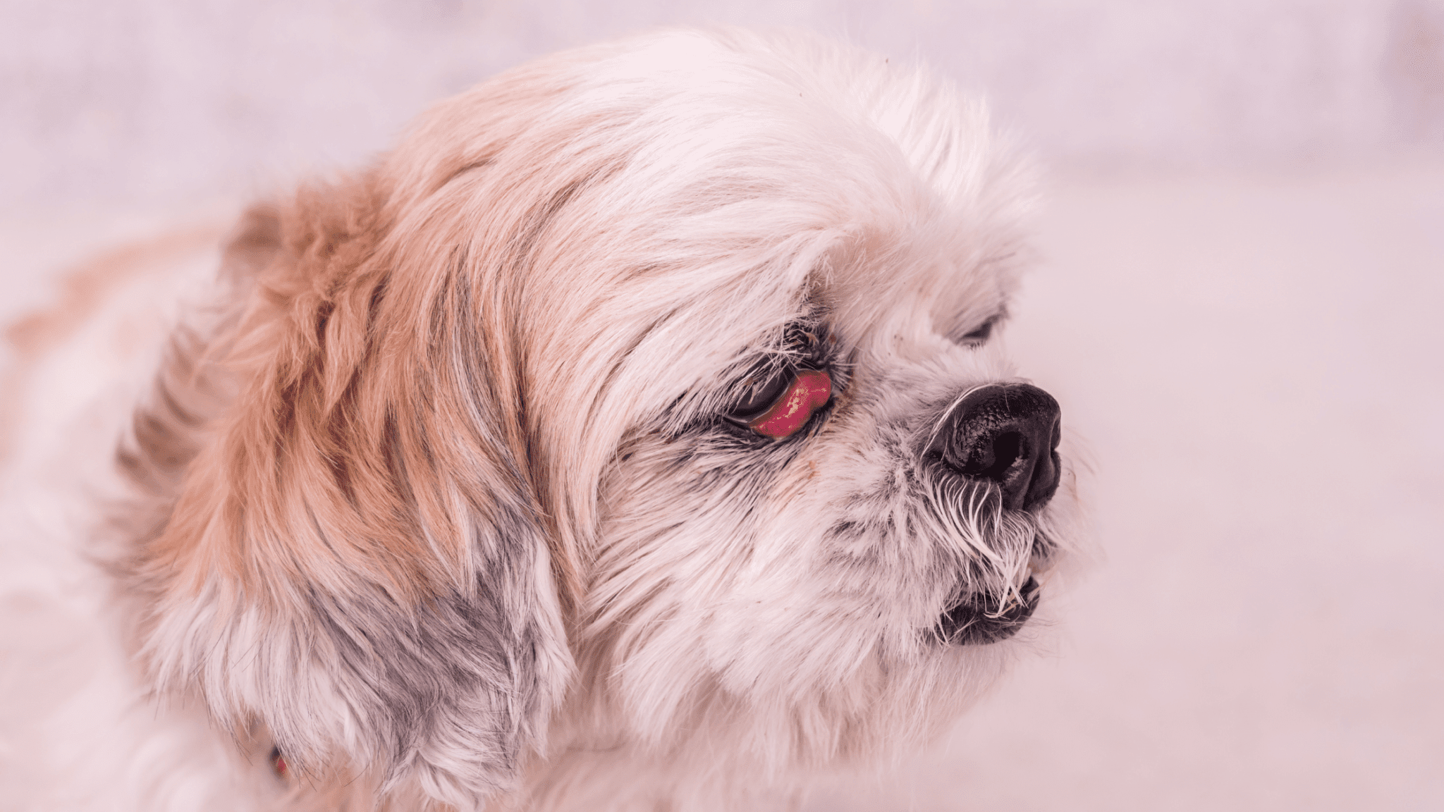 6 Common Shih Tzu Eye Problems and How to Care for Them!