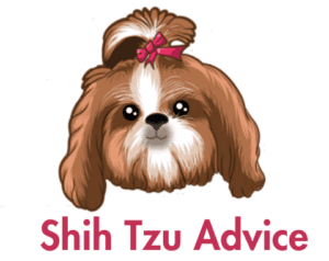 Liver line Shih Tzu | Price guide and how to spot one
