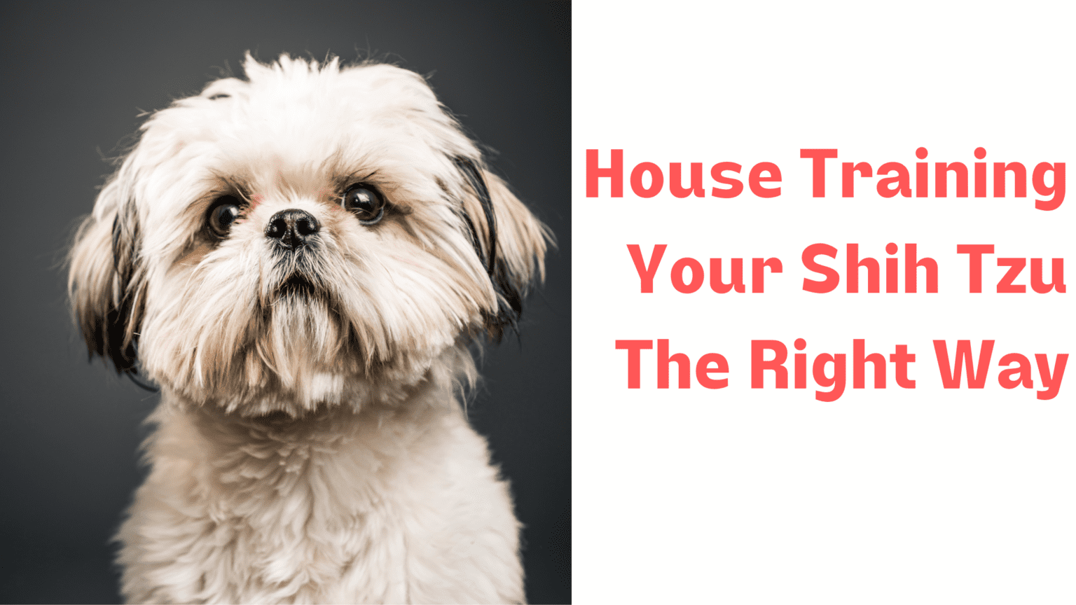 How Do I Stop My Shih Tzu From Peeing Or Pooping In The House? 3 Ways ...