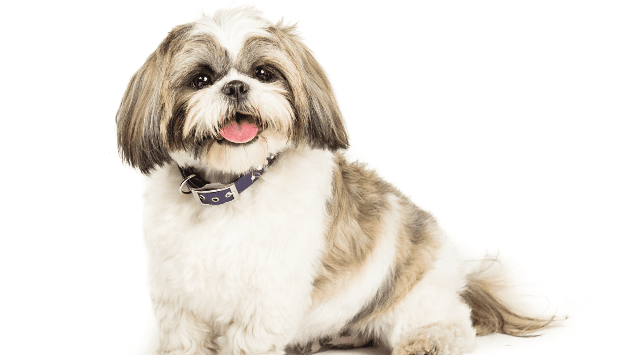 5 Tricks That Shih Tzus Can Learn