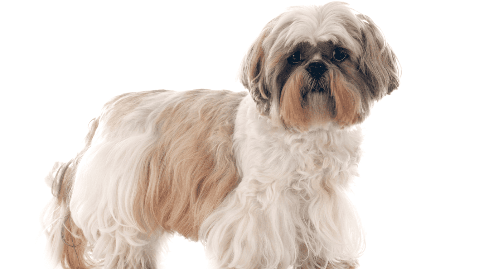 How To Deal With A Stubborn Shih Tzu?