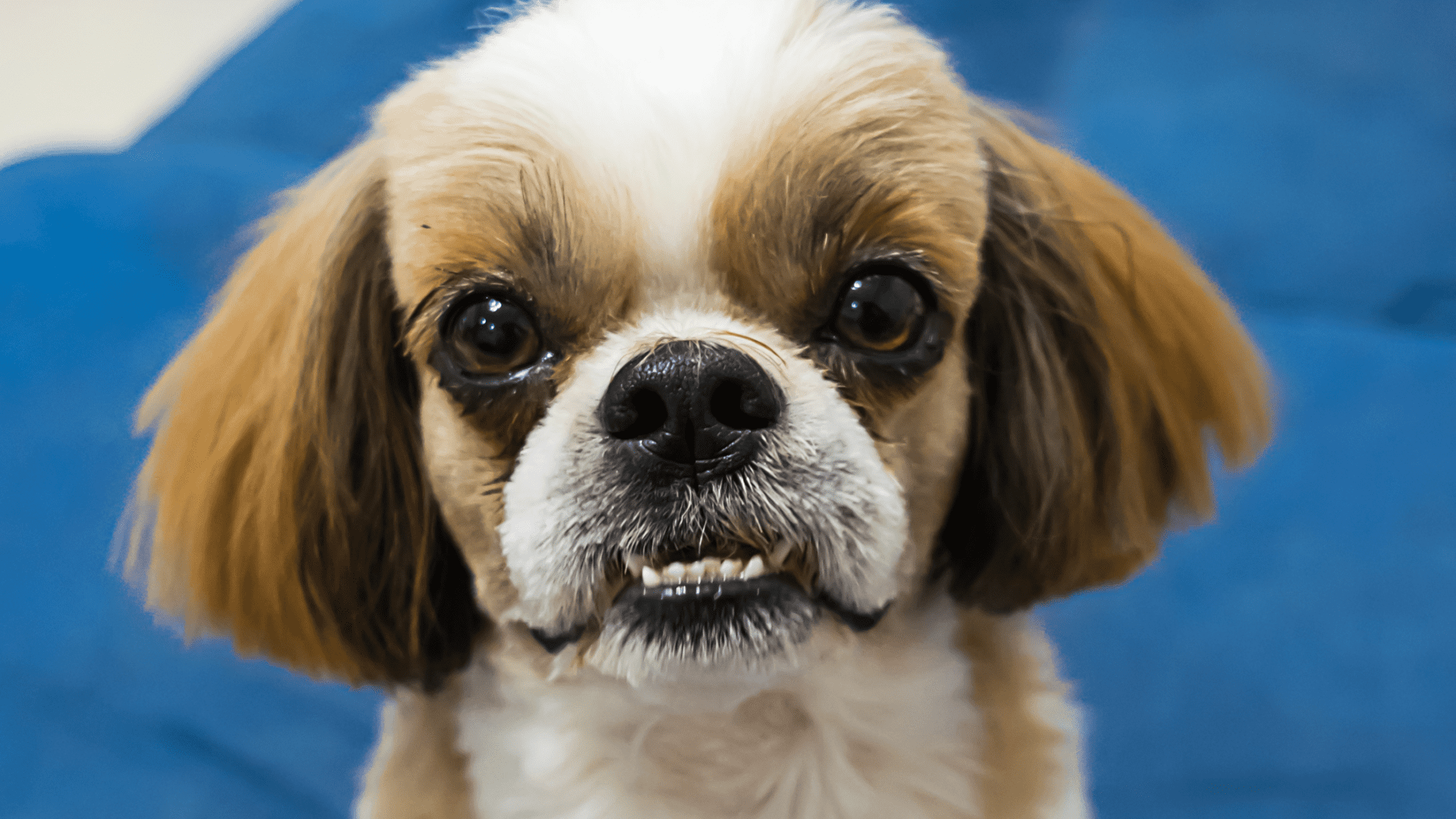 Why Do Shih Tzus Have Underbites?