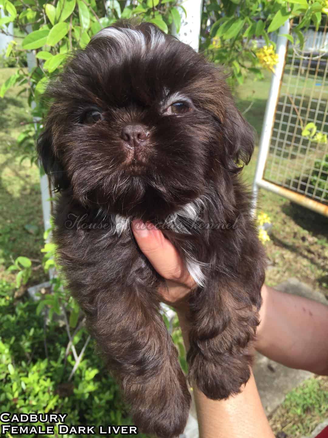 Liver line Shih Tzu | Price guide and how to spot one