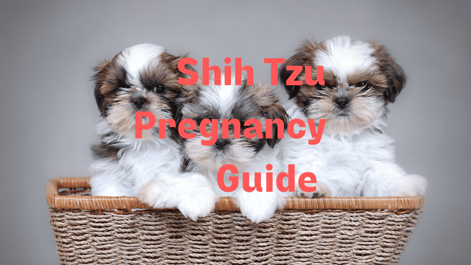 Shih Tzu Pregnancy | The full care guide 2025