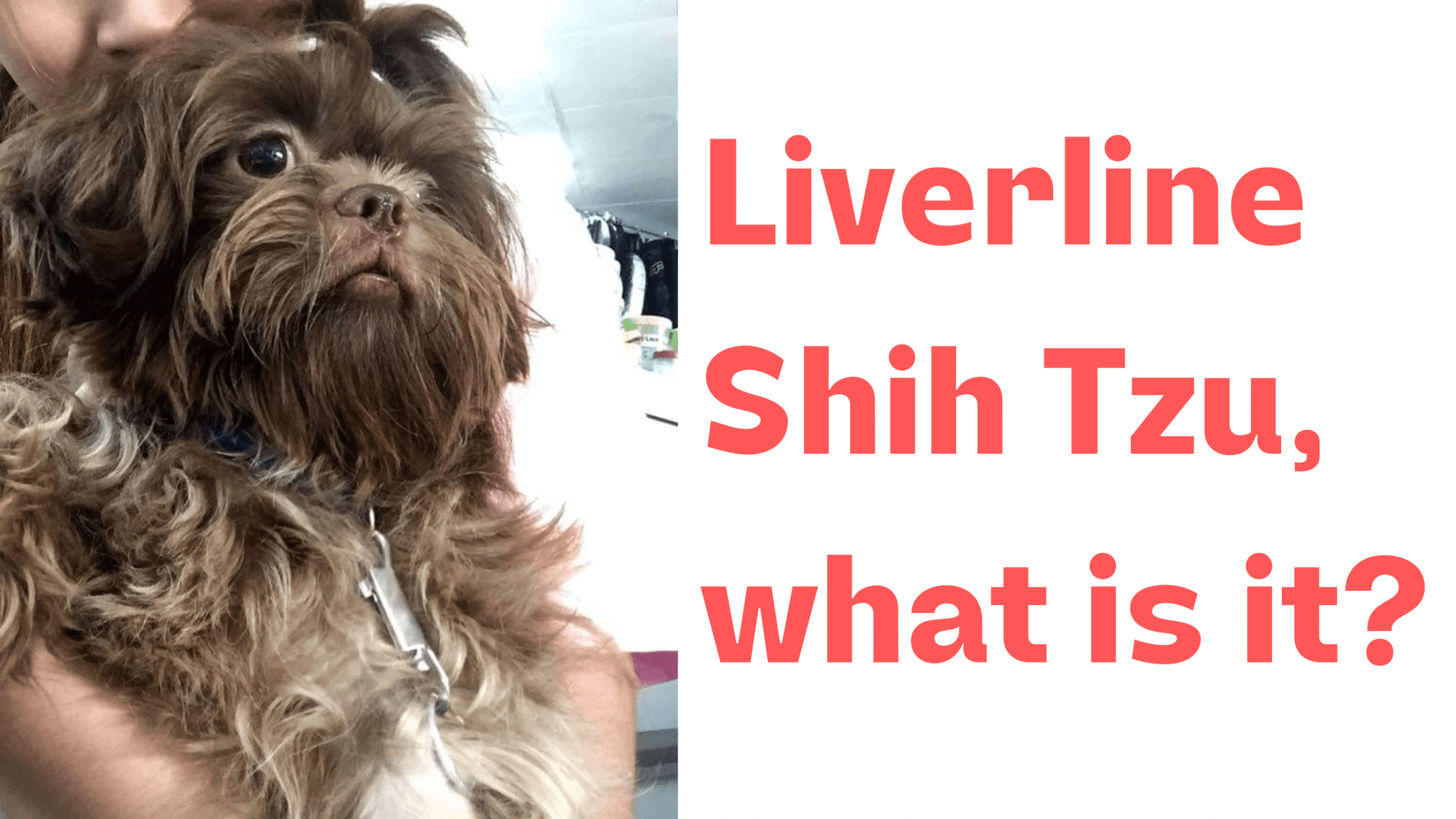 Liver line Shih Tzu | Price guide and how to spot one