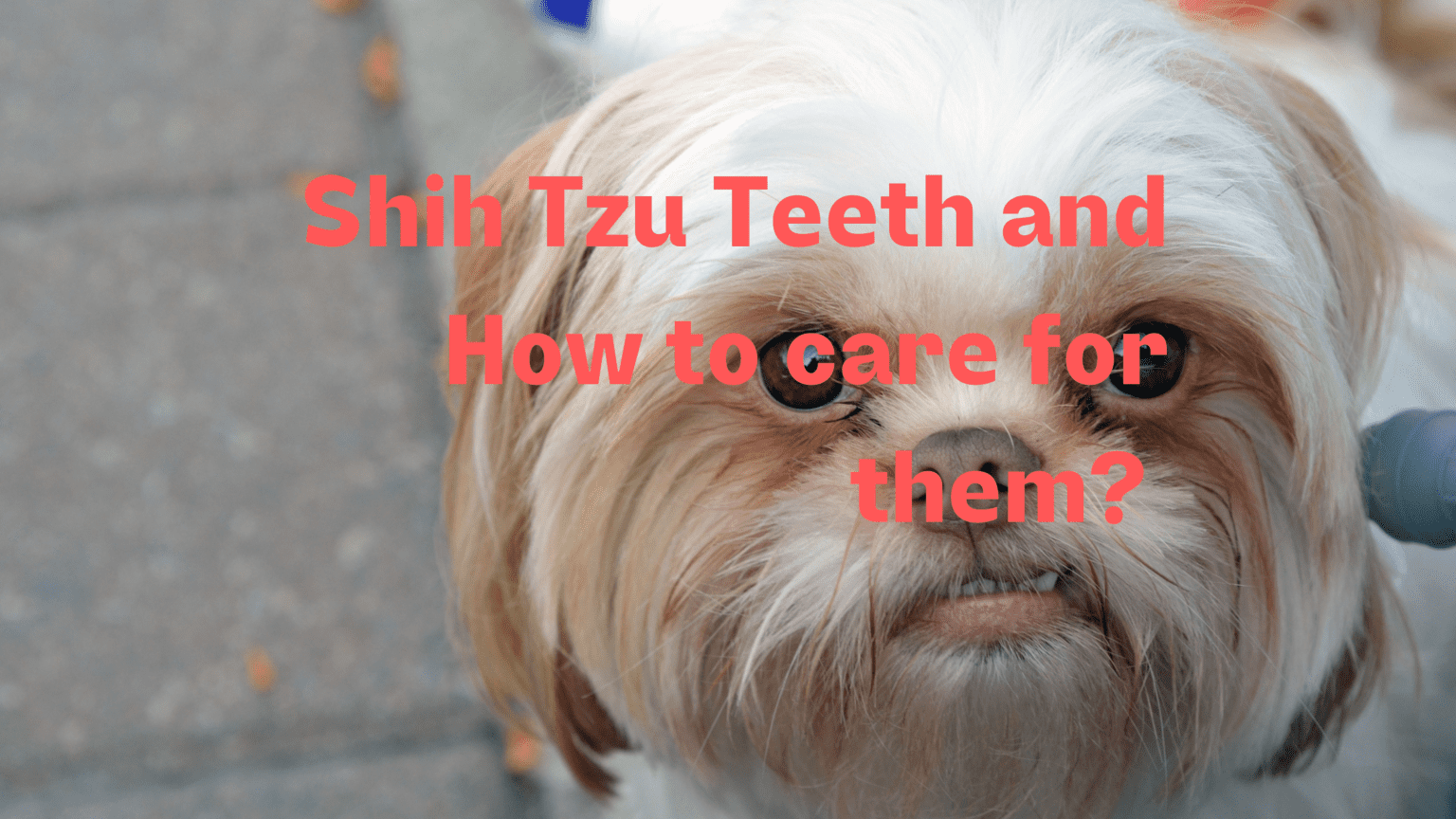 Shih Tzu Teeth - The full guide on how to care for them properly!