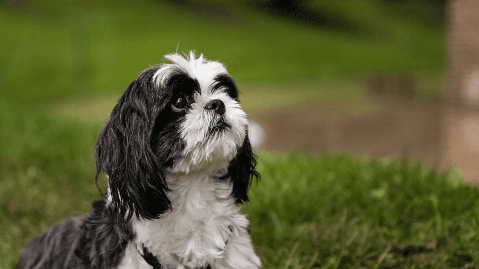 Shih Tzu Teeth - The full guide on how to care for them properly!