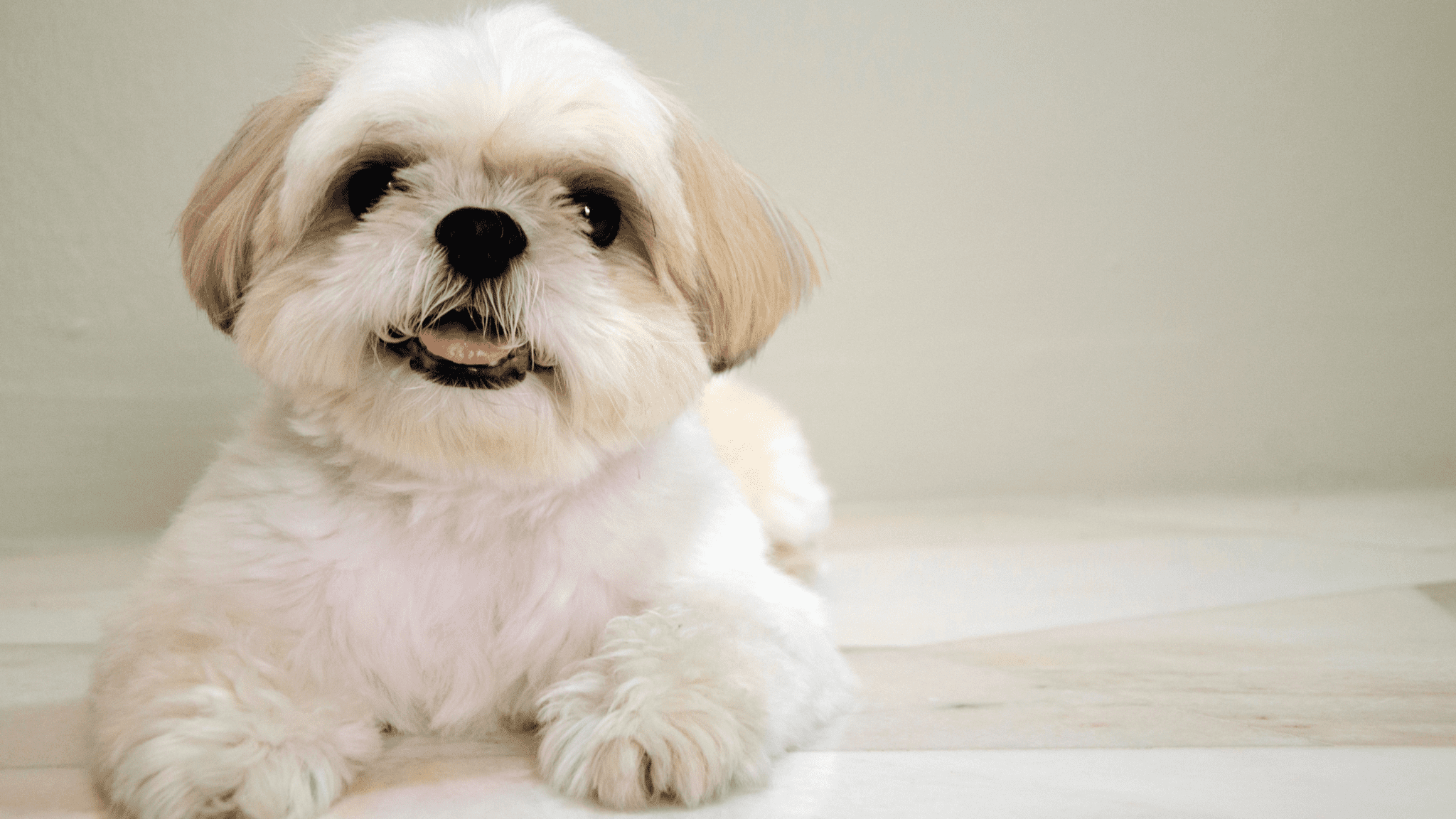 5 Common Shih Tzu Breathing Issues and Solutions!