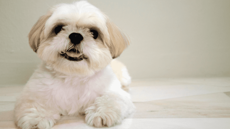 5 Common Shih Tzu Breathing Issues and Solutions!