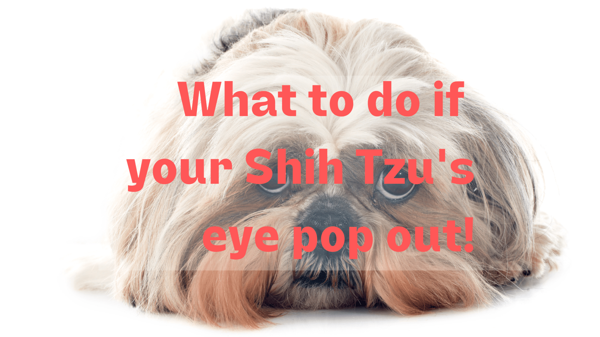 What To Do If Your Shih Tzu's Eyes Pop Out? (5 steps you must know)