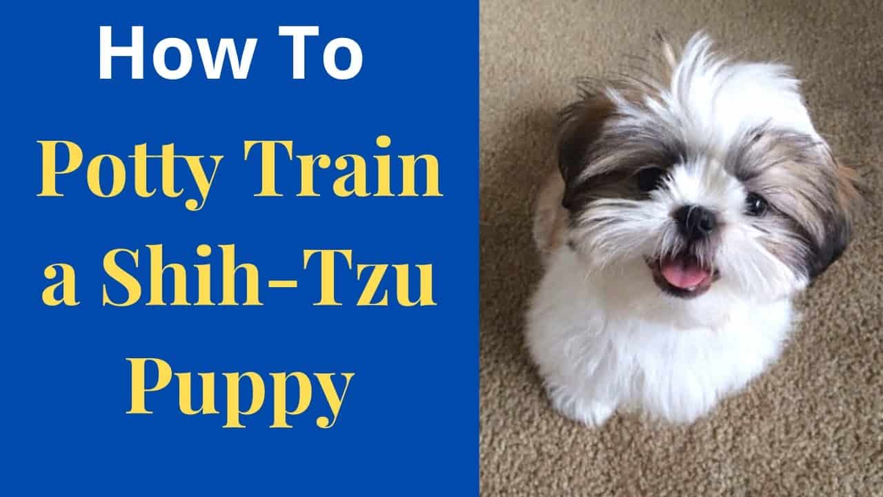 How To Potty Train A Shih Tzu Poodle Mix?