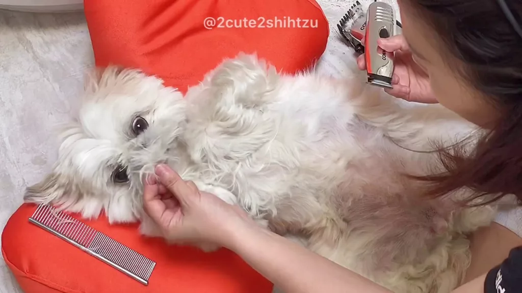 How To Groom A Shih Tzu Belly?