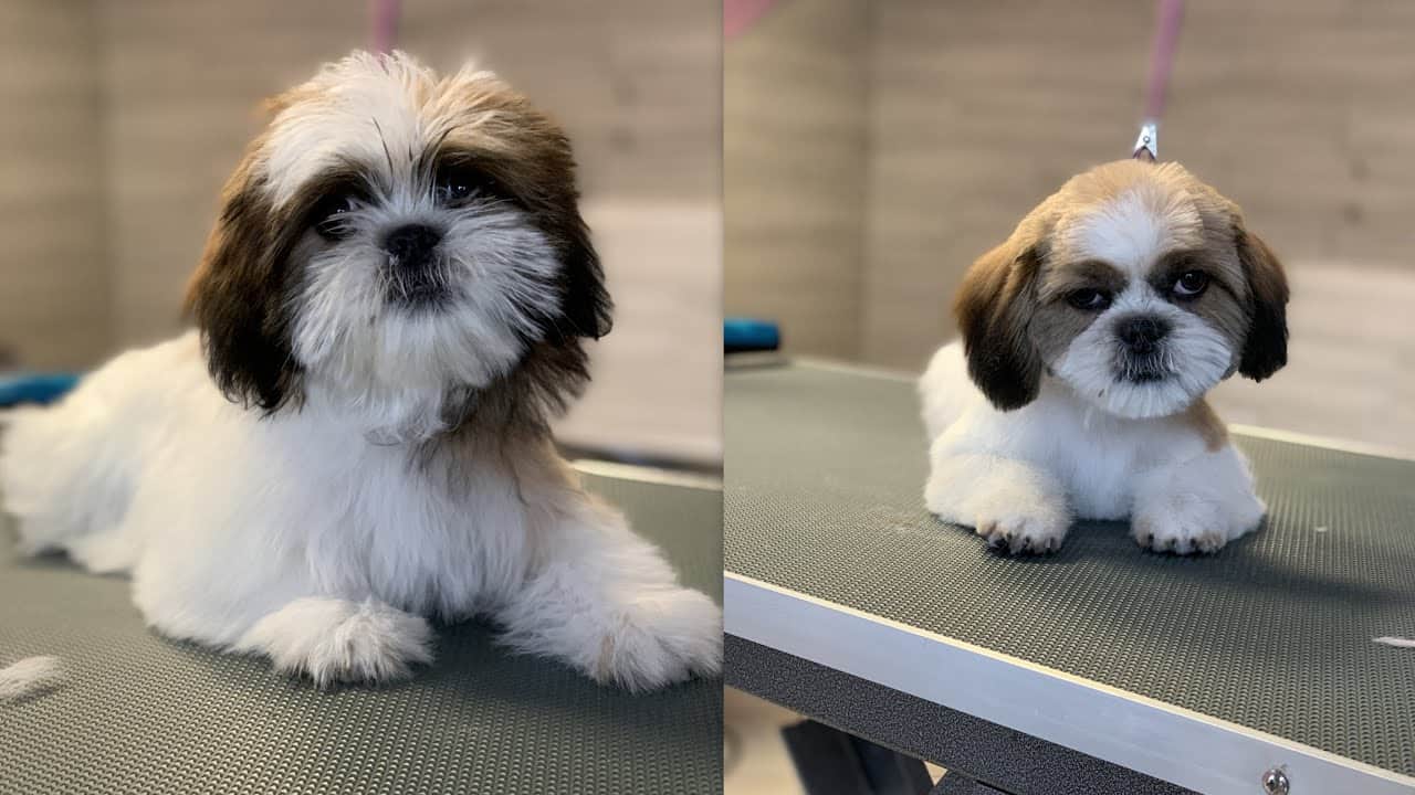 How To Groom A Baby Shih Tzu?