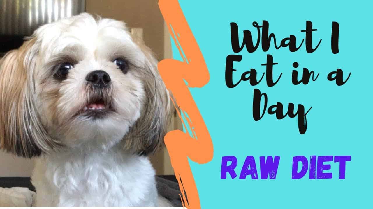 Can Shih Tzu Eat Raw Food?