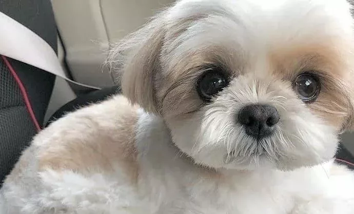 7 Week Shih Tzu Puppies! Very Cute Video!