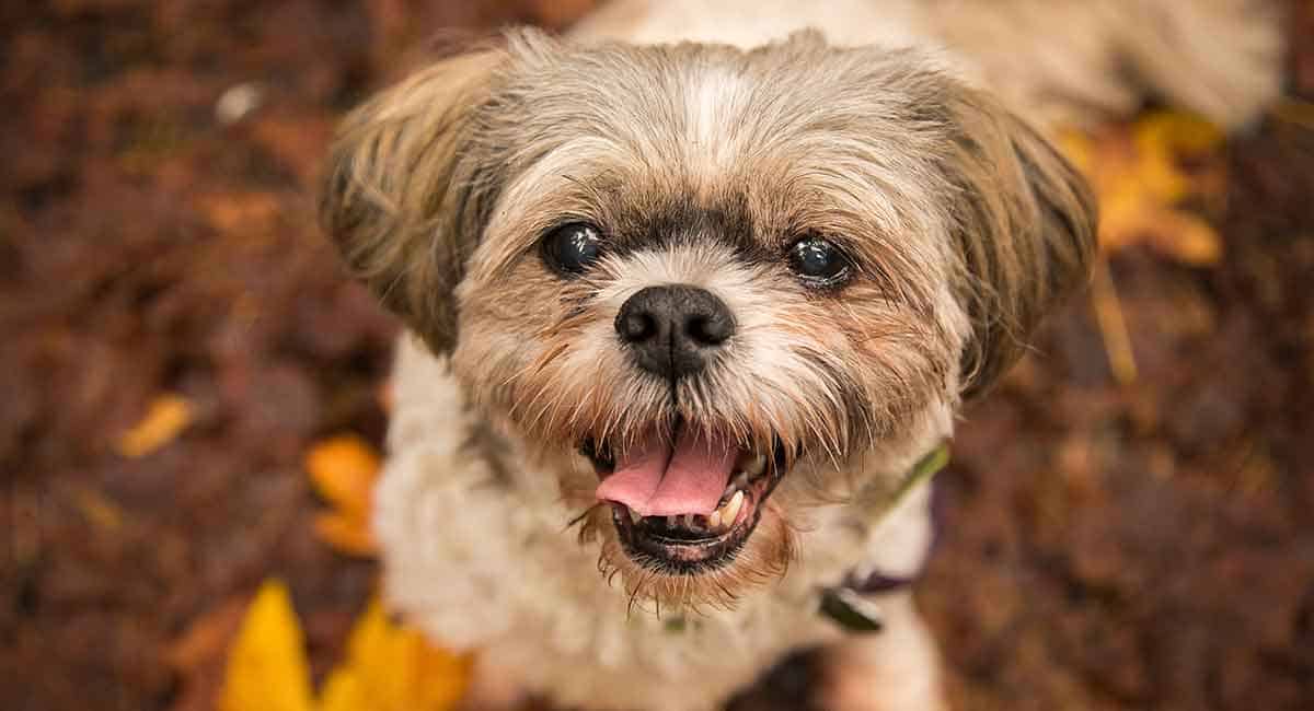 How To Stop Shih Tzu From Peeing Or Pooping In The House?
