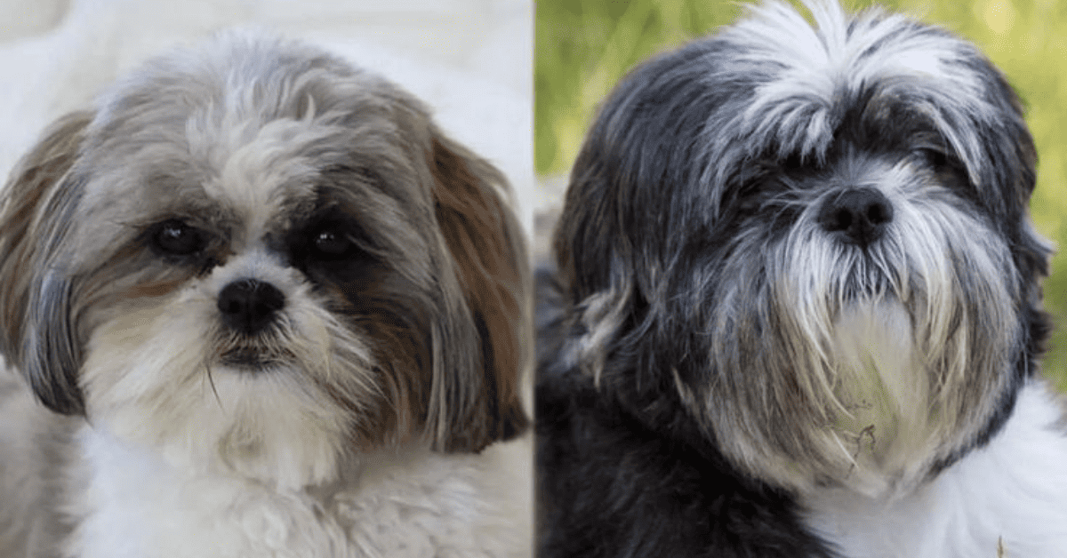 Shih Apso: A Guide to Understanding This Hybrid Dog Breed