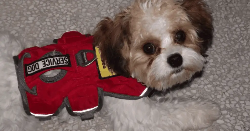 Life-Saving Canines: Meet the Alert Dogs