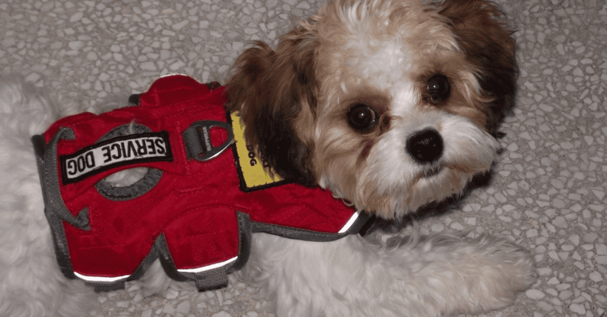 Life-Saving Canines: Meet the Alert Dogs