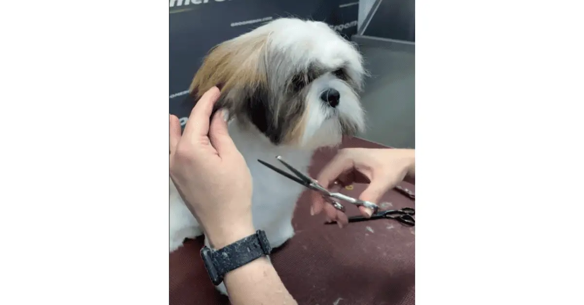 Shih Tzu Dog Styling