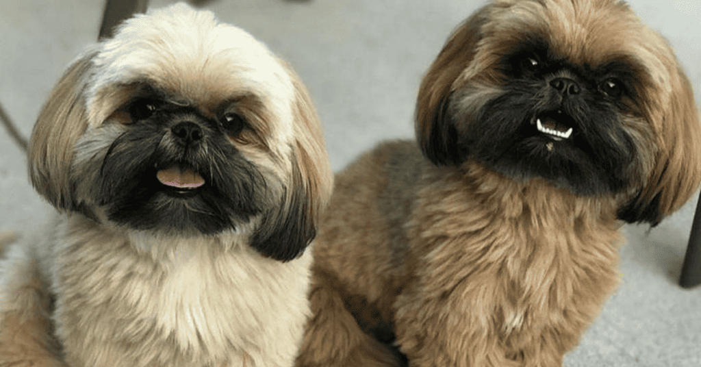 Unleash Your Imagination With Perfect Brown Dog Names