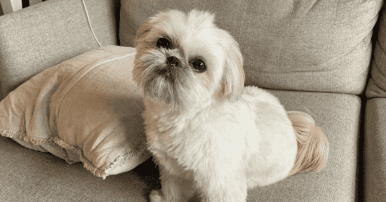Discover the Best Shih Tzu Dog Names