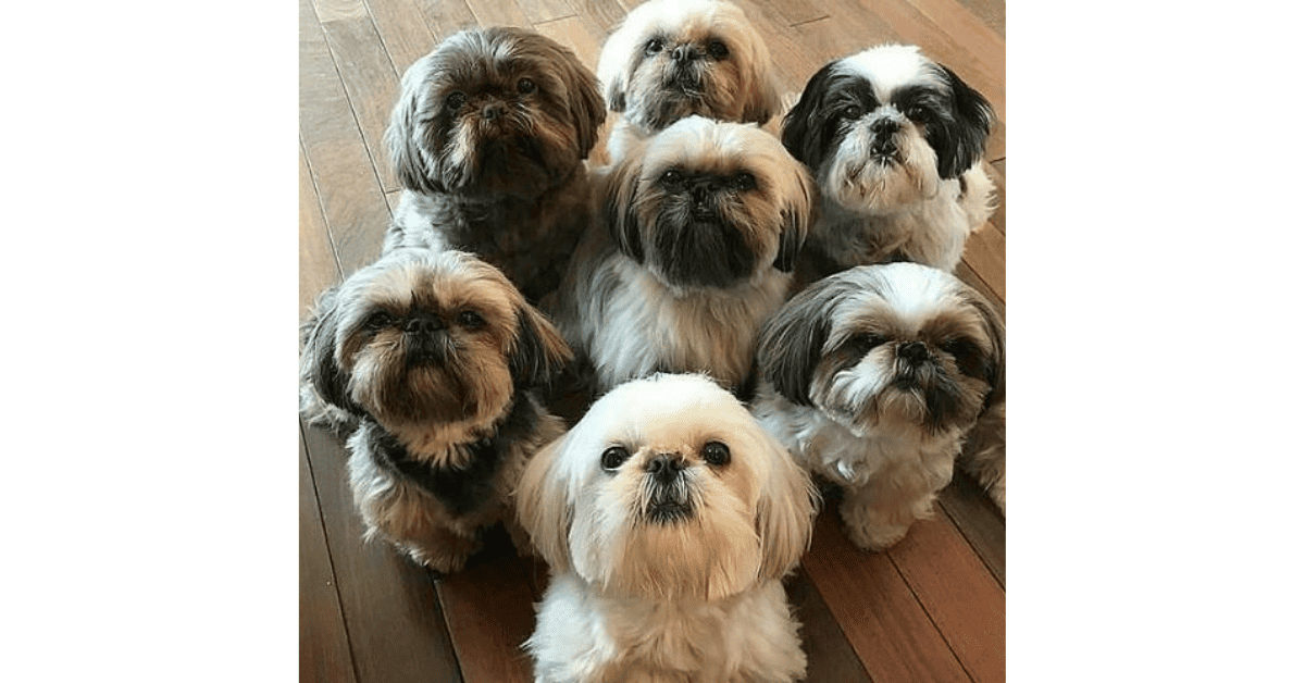 3 Best Tips for Socializing Adult Tzus