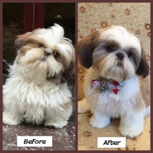 Shih Tzu Coat Care: Master the Art of Brushing and Grooming