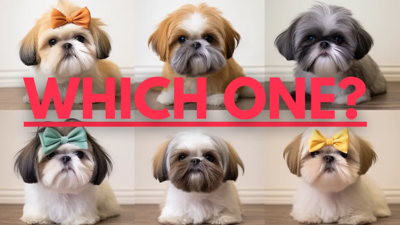 8 Types of Shih Tzu and How To Identify Them