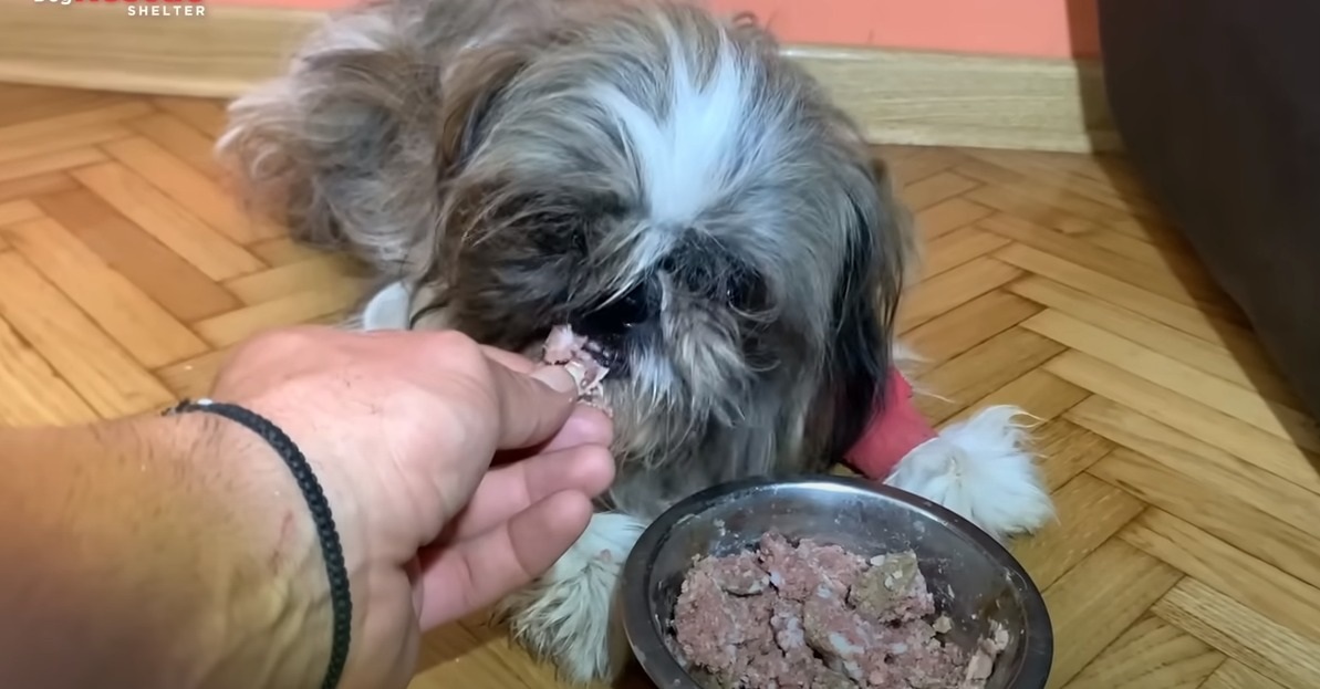 7 Reasons Why Your Shih Tzu Refuses To Eat!