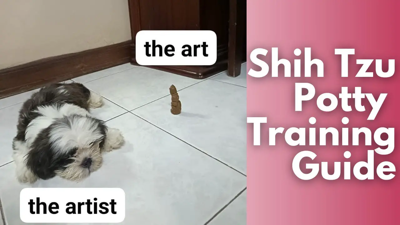 How to stop your Shih Tzu Pooping on the floor!