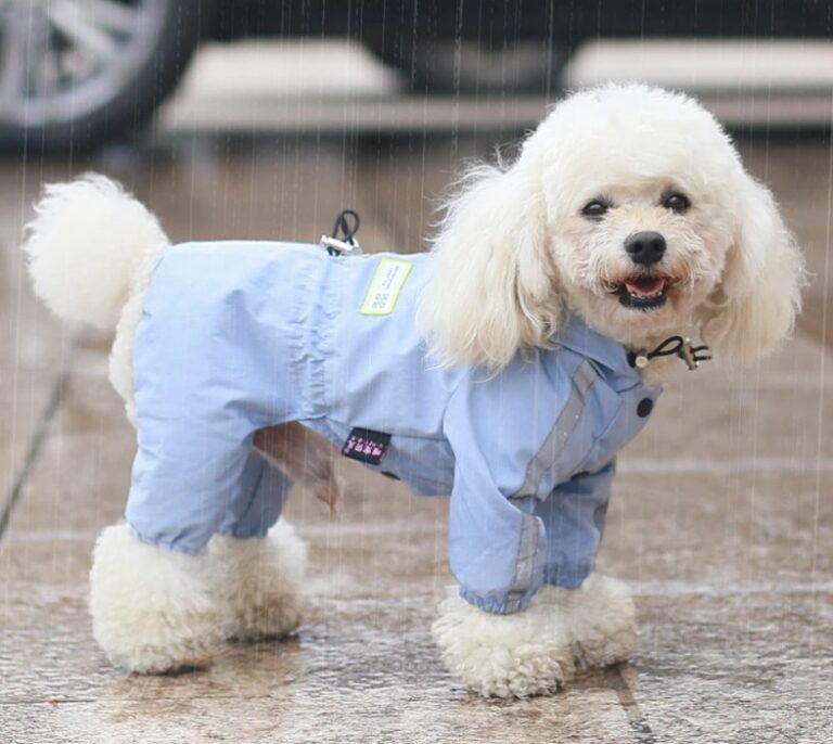 7 Ways Maltese Dogs Can Improve Your Mental Health and Well-being