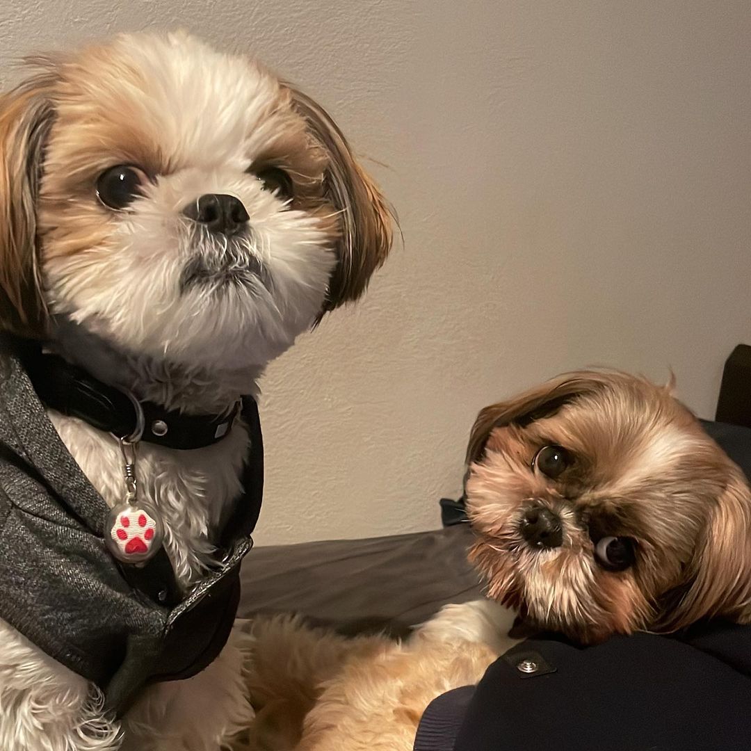 These Are 7 Times Your Shih Tzu Said 'I Love You' But You Didn't Notice