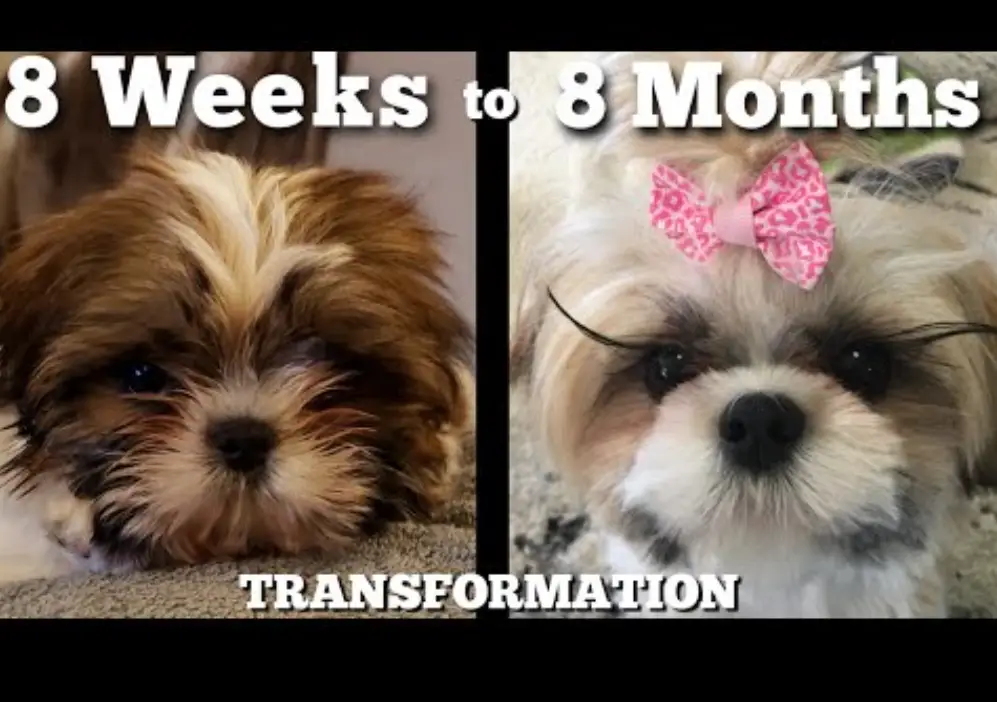 Watch Our Puppy Grow Shih Tzu Transformation