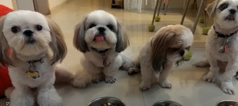 10 Funniest Shih Tzu Videos