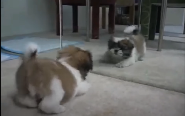 10 Funniest Shih Tzu Videos