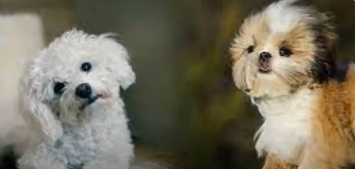 Maltese x Shih Tzu (Malshi): The Complete Breed Guide
