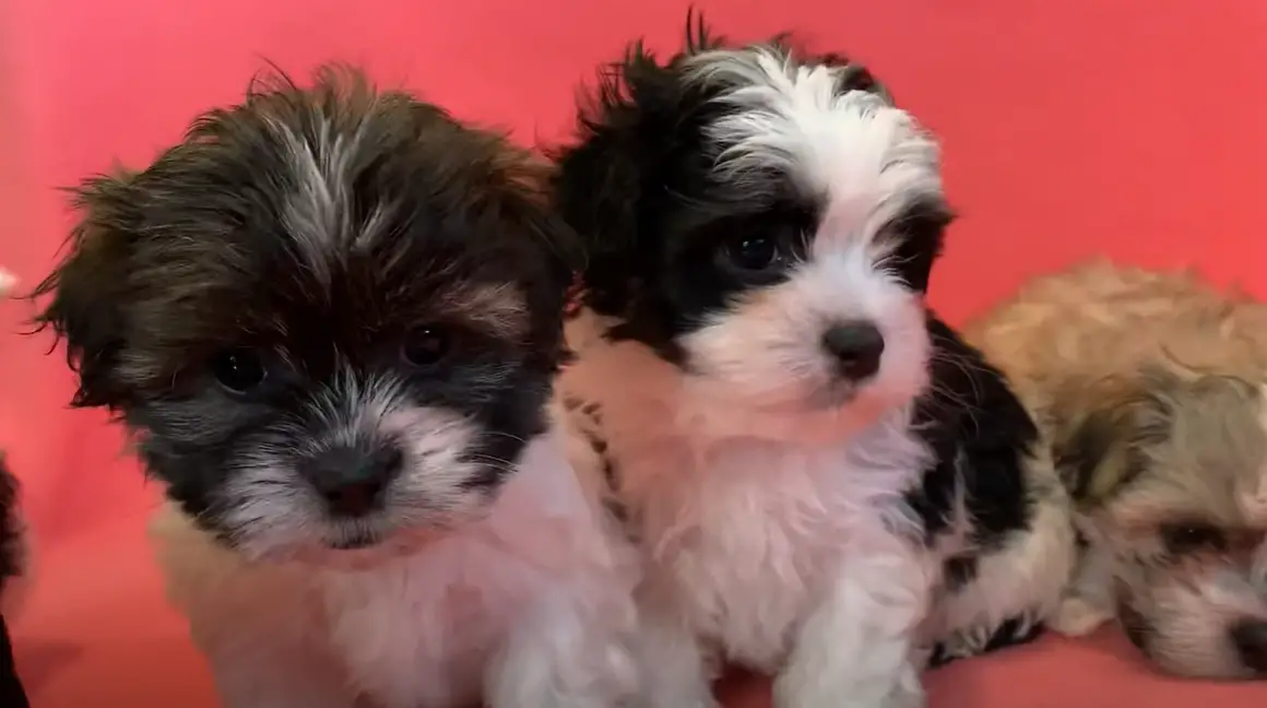 Cute Malshi Puppies - Everything You Need To Know