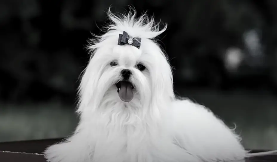 15 Important Facts About Maltese Dogs All New & Prospective Owners ...
