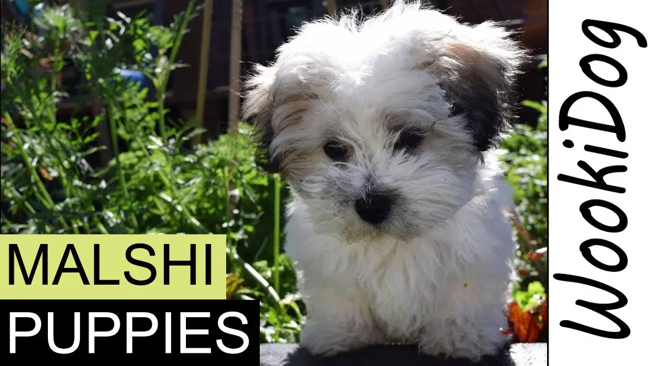 Malshi Puppies to FULL Grown Malshi Puppy Dog Maltese Shih Tzu mix