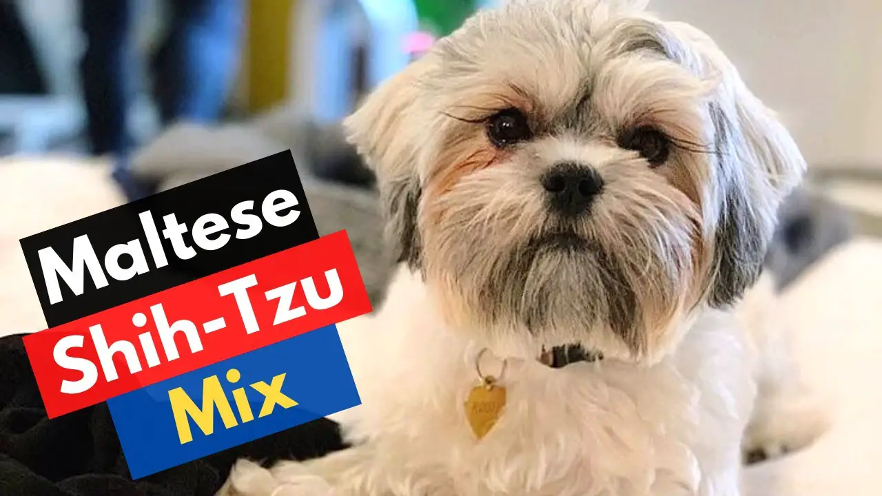Maltese Shih Tzu Mix Breed? Malshi Traits and Care