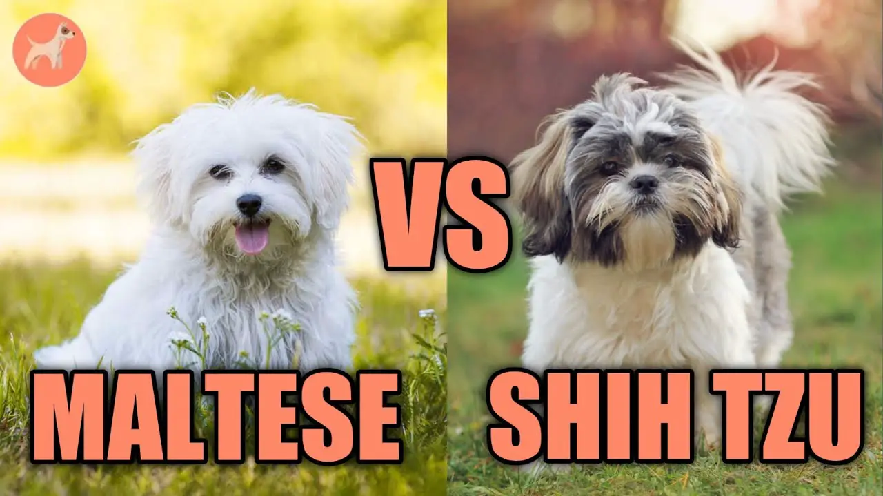 Maltese vs Shih Tzu: Complete Breed Comparison