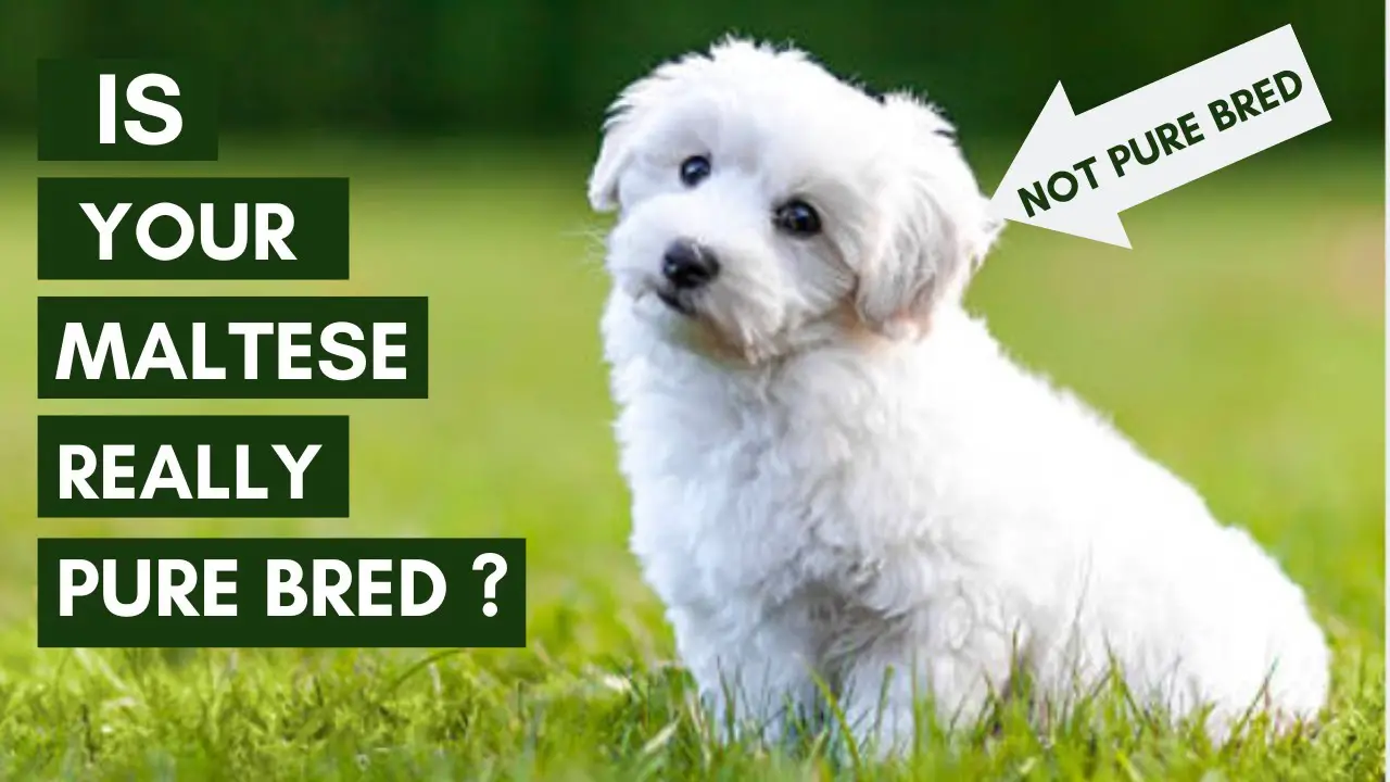 5 Ways To Identify Your Maltese Puppy Is Pure Bred or Not