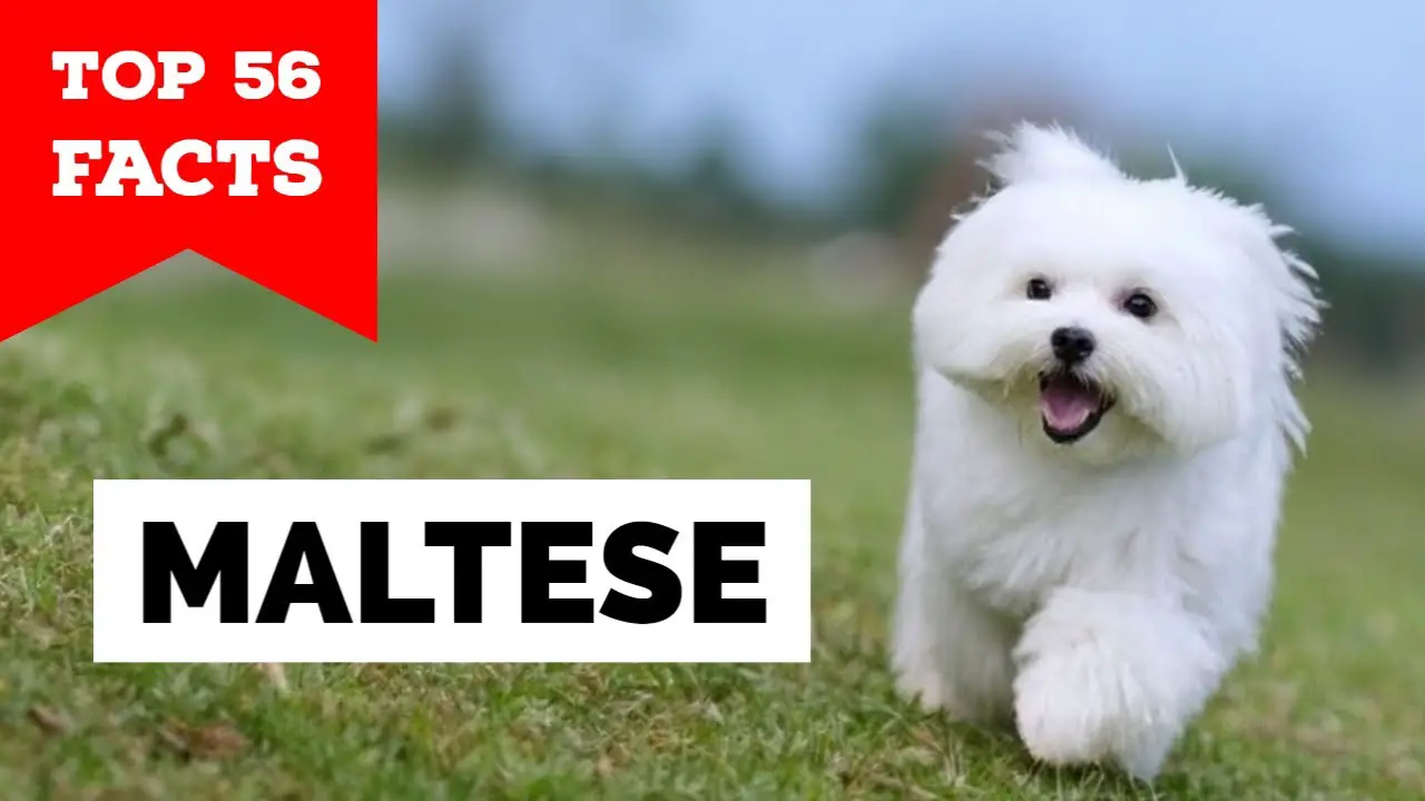 56 Maltese Facts Every Owner Should Know