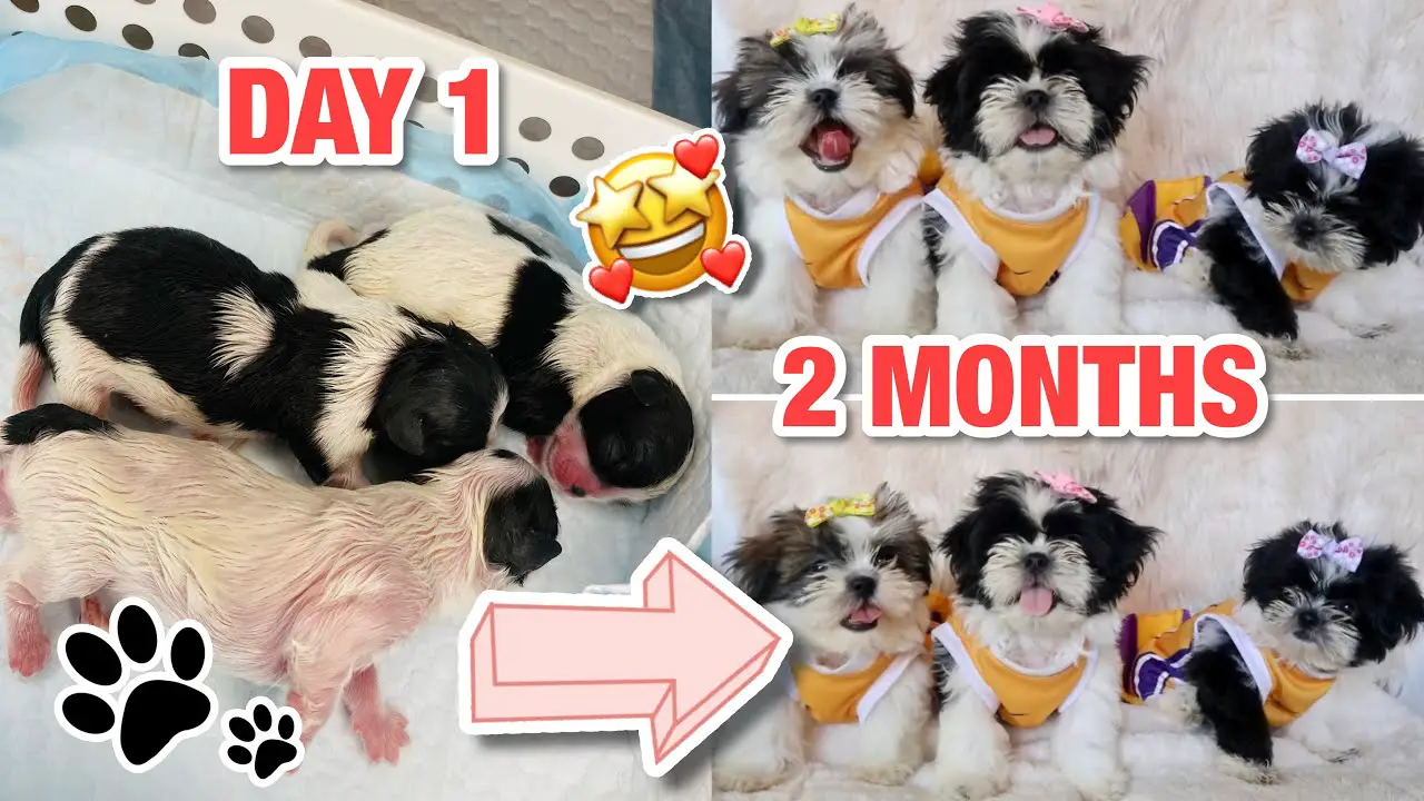 SHIH TZU GROWING UP FROM DAY 1 TO 2 MONTHS