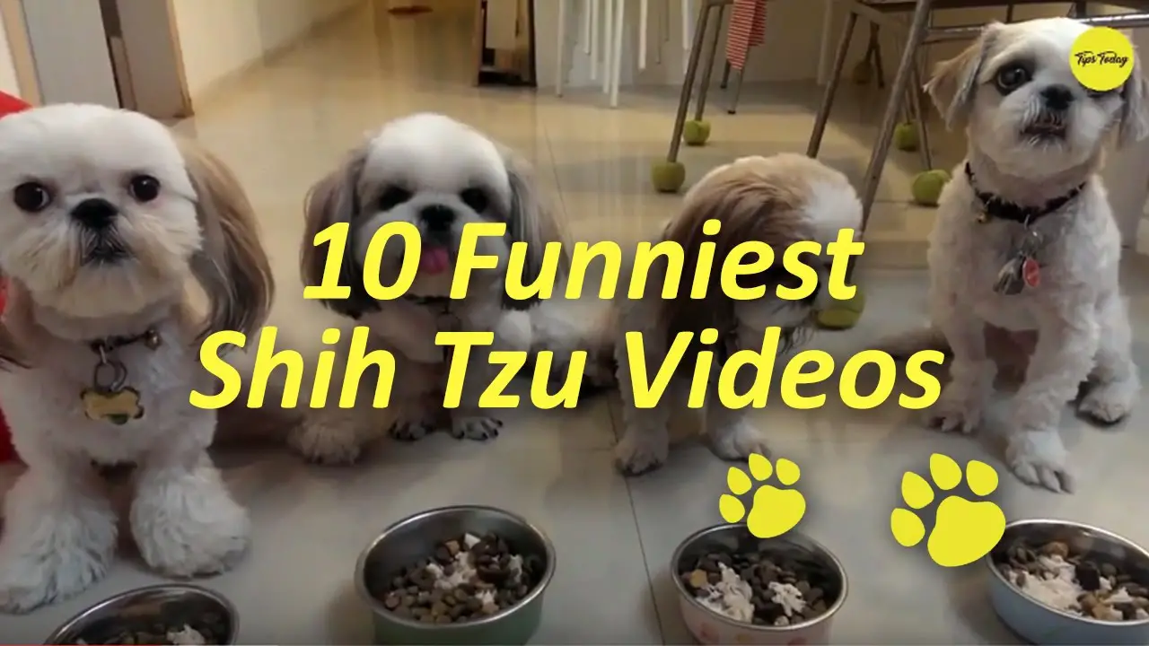 10 Funniest Shih Tzu Videos