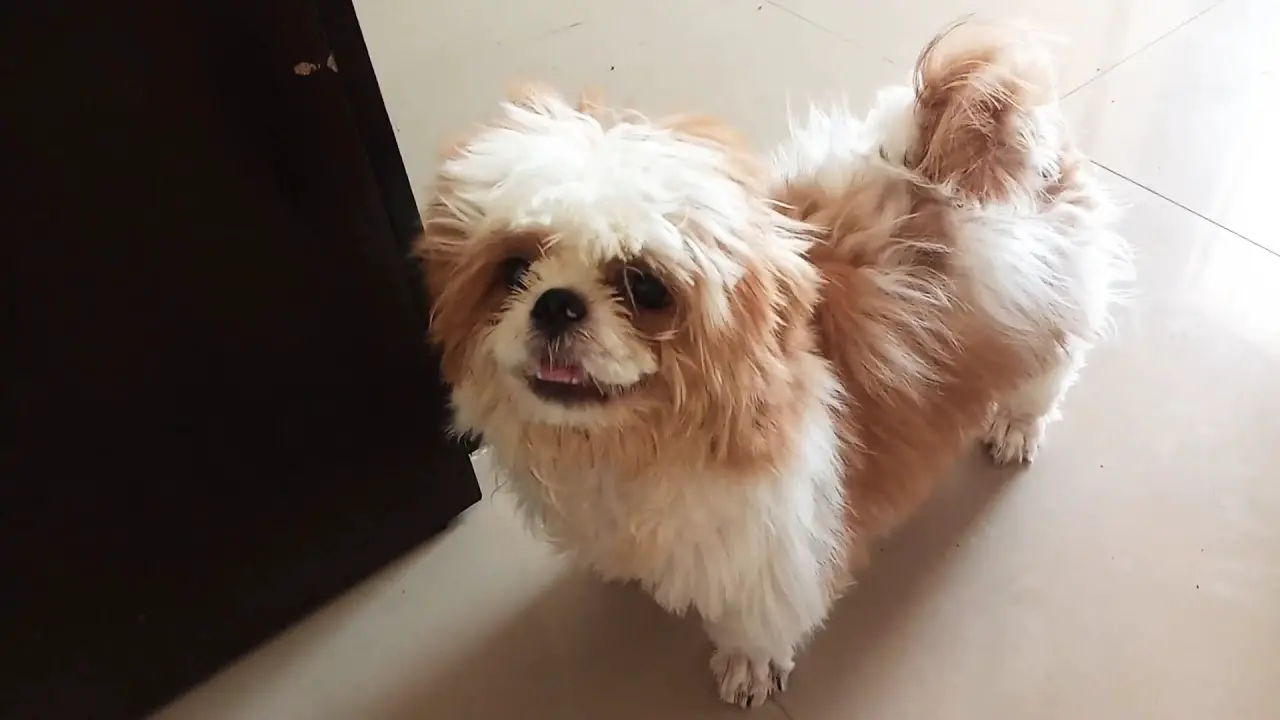 Maltese x Shih Tzu (Malshi): The Complete Breed Guide
