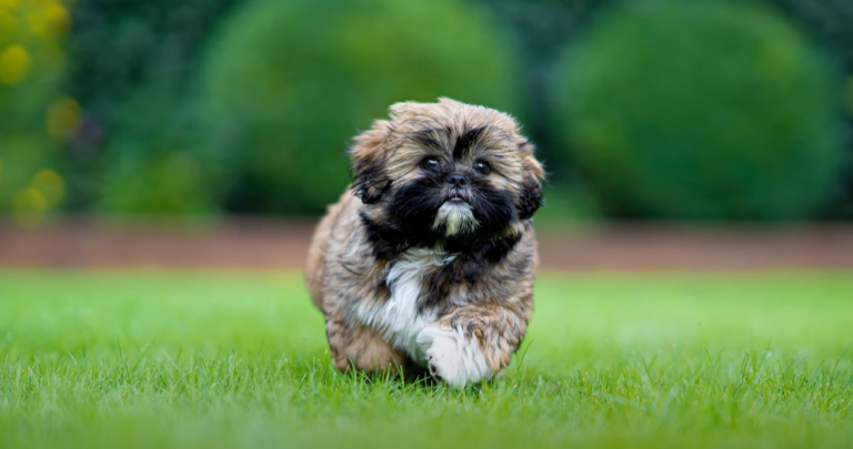 Discovering Different Kinds of Shih Tzu Dogs