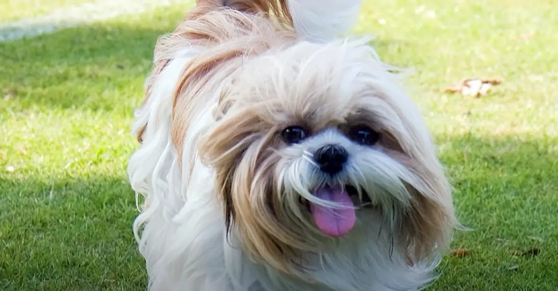 Different Kinds of Shih Tzu Dogs